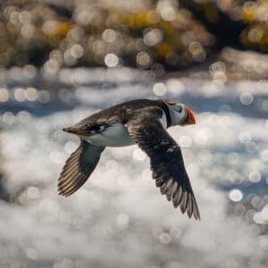 Flights and Ferries to Newfoundland & Labrador